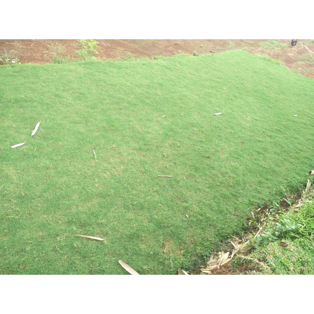 Jual Rumput golf hidup 1x1 meter murah | Shopee Indonesia
