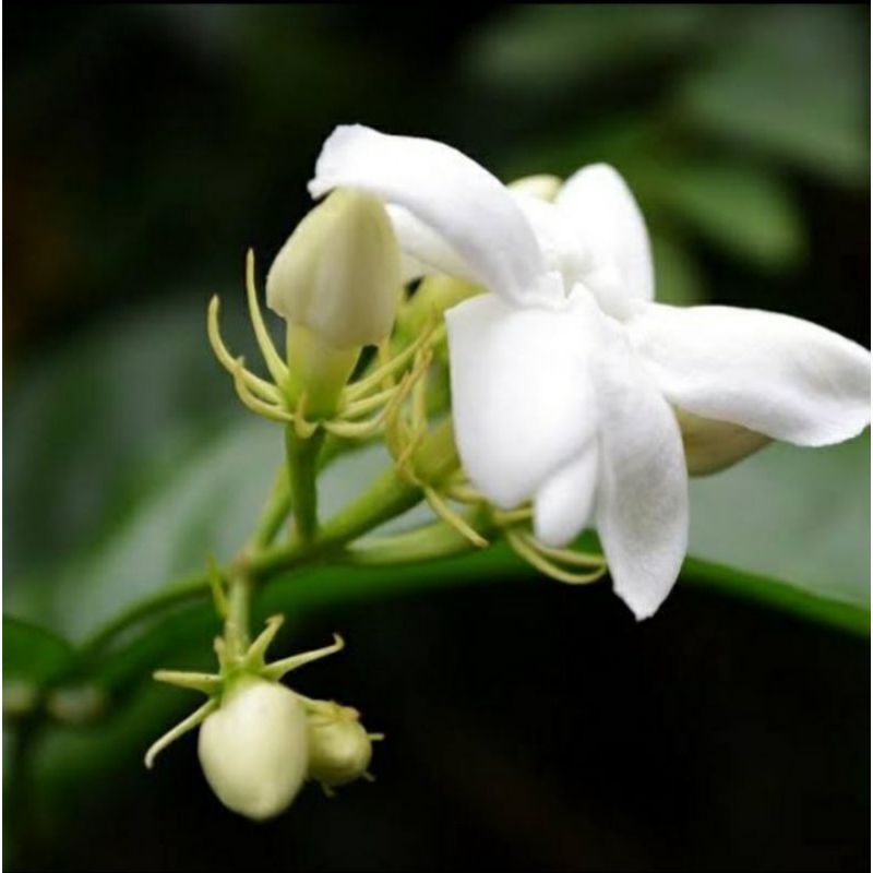 Jual tanaman hias bunga bibit Melati Jawa Putih selapis | Shopee Indonesia