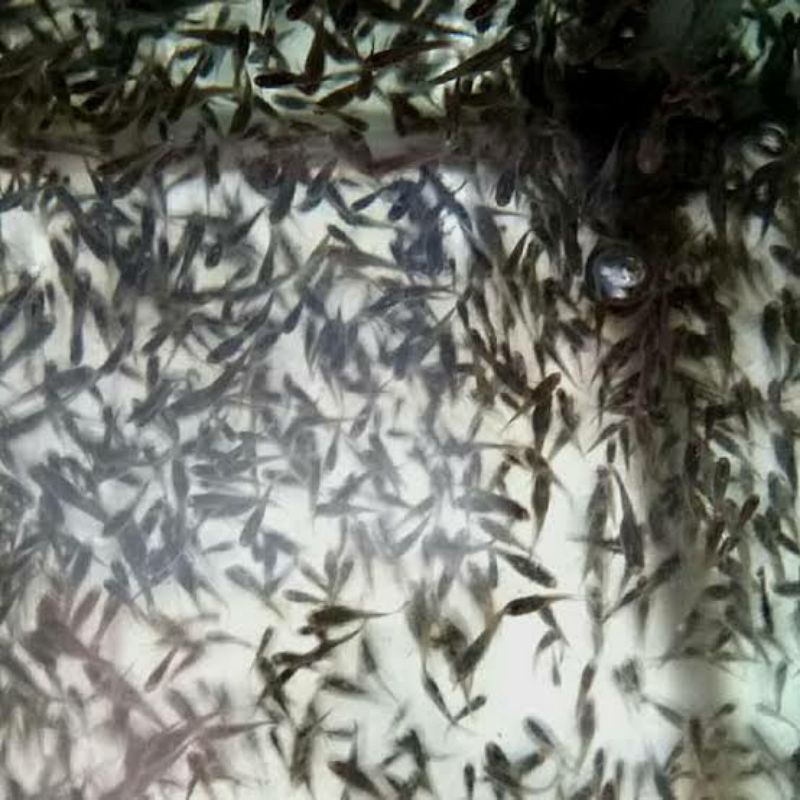 Jual IKAN CERE SAWAH PAKAN PREDATOR 1 BAL | Shopee Indonesia