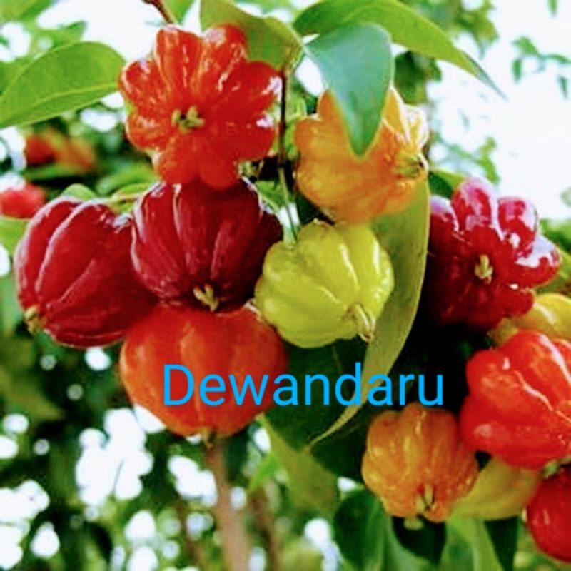Jual promo dewandaru (Cermai Belanda) | Shopee Indonesia