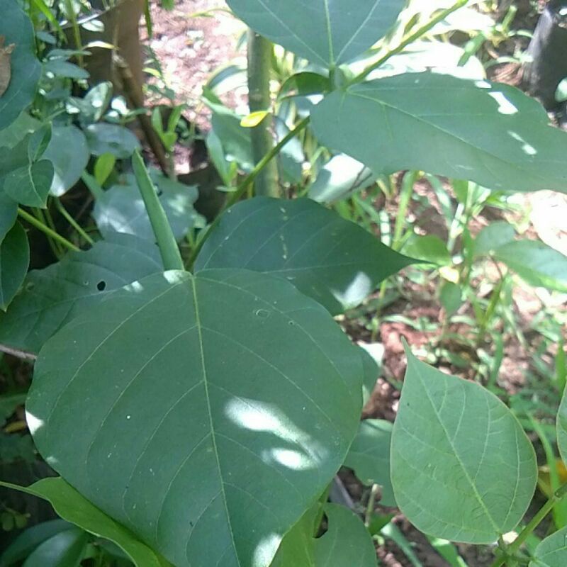 Jual tanaman dadap srep | Shopee Indonesia