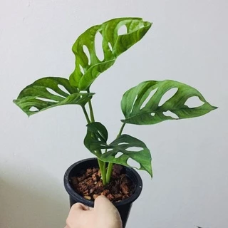 Produk Galeri_plant | Shopee Indonesia