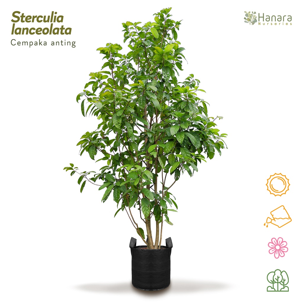 Jual Sterculia lanceolata - Cempaka anting - pohon instan/instant tree ...