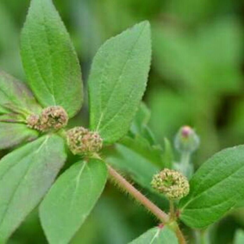 Jual tanaman / daun patikan kebo segar | Shopee Indonesia