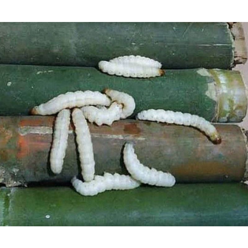 Jual ULAT BAMBU (dapat 5 bambu) | Shopee Indonesia