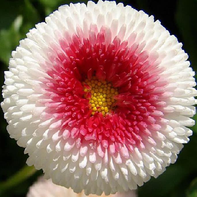 Jual Ini Biji Benih Bibit Bunga Daisy Cream English Dijamin Ori ...