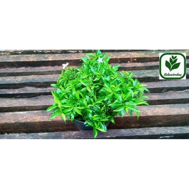 Jual Tanaman Hias Taman Bunga Rombusa Mini Hijau, Kuning & Silver ...