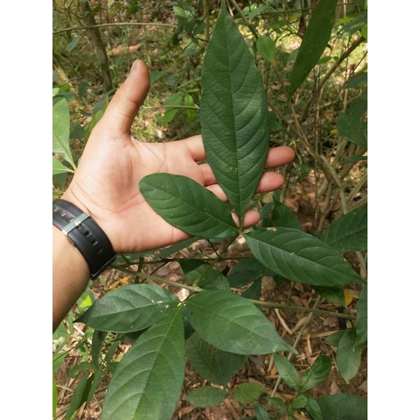 Jual DAUN LABAN,SEGAR 500gr | Shopee Indonesia