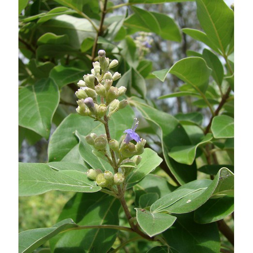 Jual Tanaman Legundi (Simpleleaf Chastetree) | Shopee Indonesia