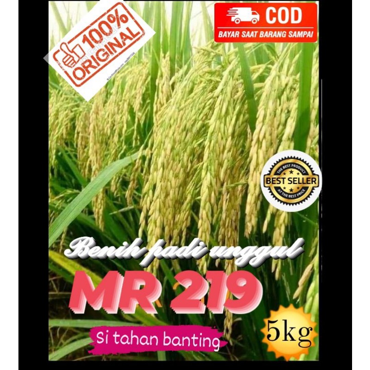 Jual Benih Padi unggul MR219 5kg tahan banting | Shopee Indonesia