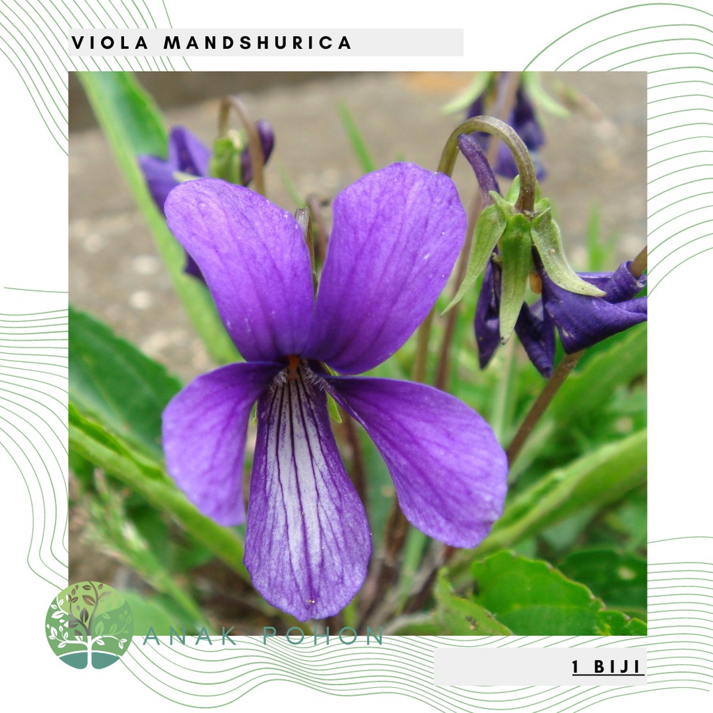 Jual Benih Bibit Biji - Bunga Viola Mandshurica Violet Abadi Flower ...