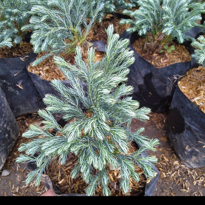 Jual Bunga CEMARA SALJU - Tanaman Hias Hidup Daun Cemara Perak - Pohon ...