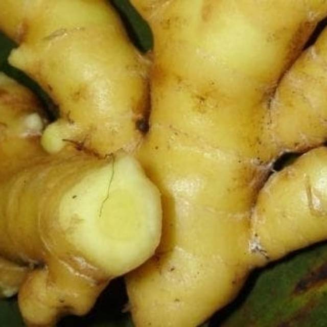 Jual Temu Mangga Curcuma Mangga 1kg | Shopee Indonesia