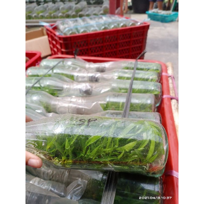 Jual Bibit Spectabile/Spectabile botol/Anggrek Dendrobium Kribo ...