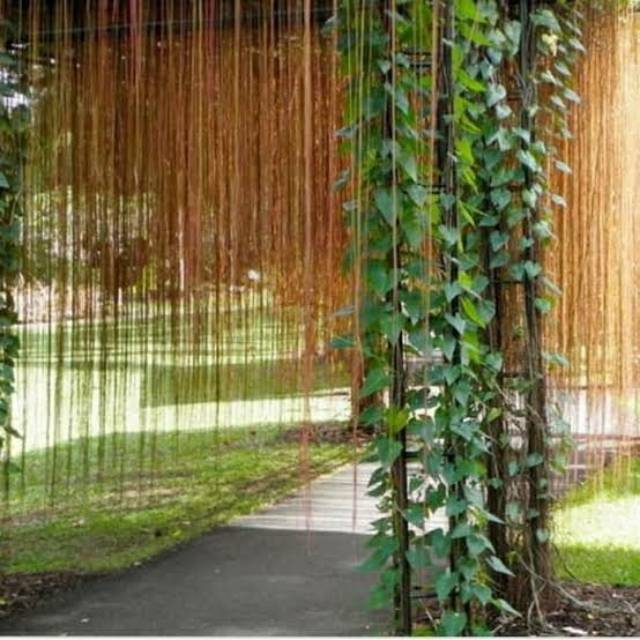 Jual 12 Stek Batang Fresh cutting Tanaman curtain ivy merambat akar ...