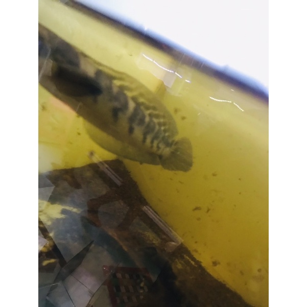 Jual Maru Yellow sentarum sortiran simet | Shopee Indonesia