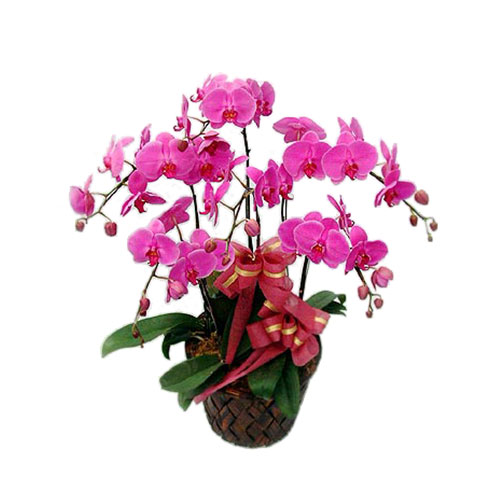 Jual Rangkaian Bunga Anggrek Bulan Karangan Bunga Meja Bunga Anggrek ...