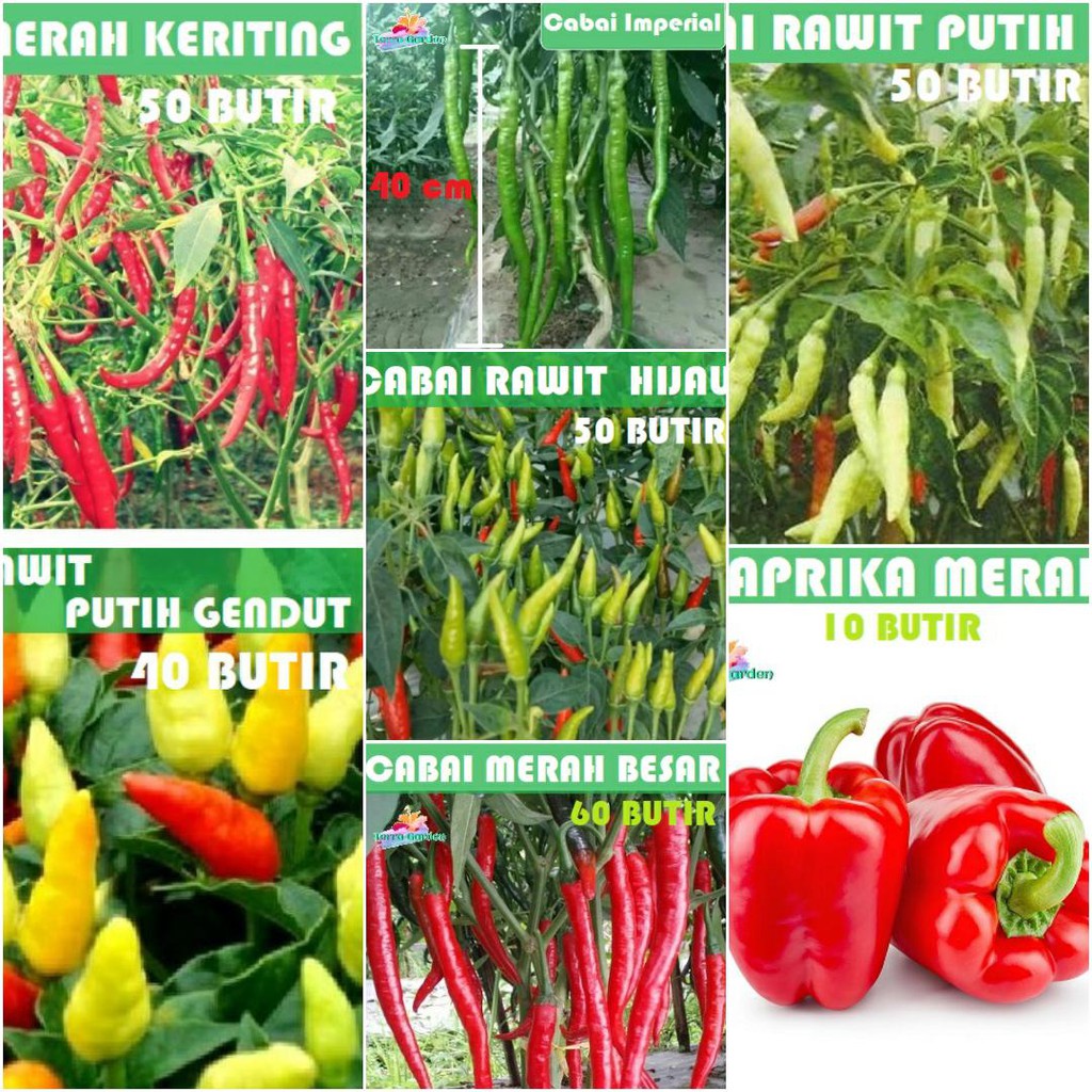 Jual Bibit Benih Biji Cabai Rawit putih hijau merah keriting merah ...