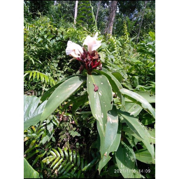Jual BIBIT TANAMAN INSULIN | BIBIT INSULIN PLANT COSTUS IGNEUS per 10 ...