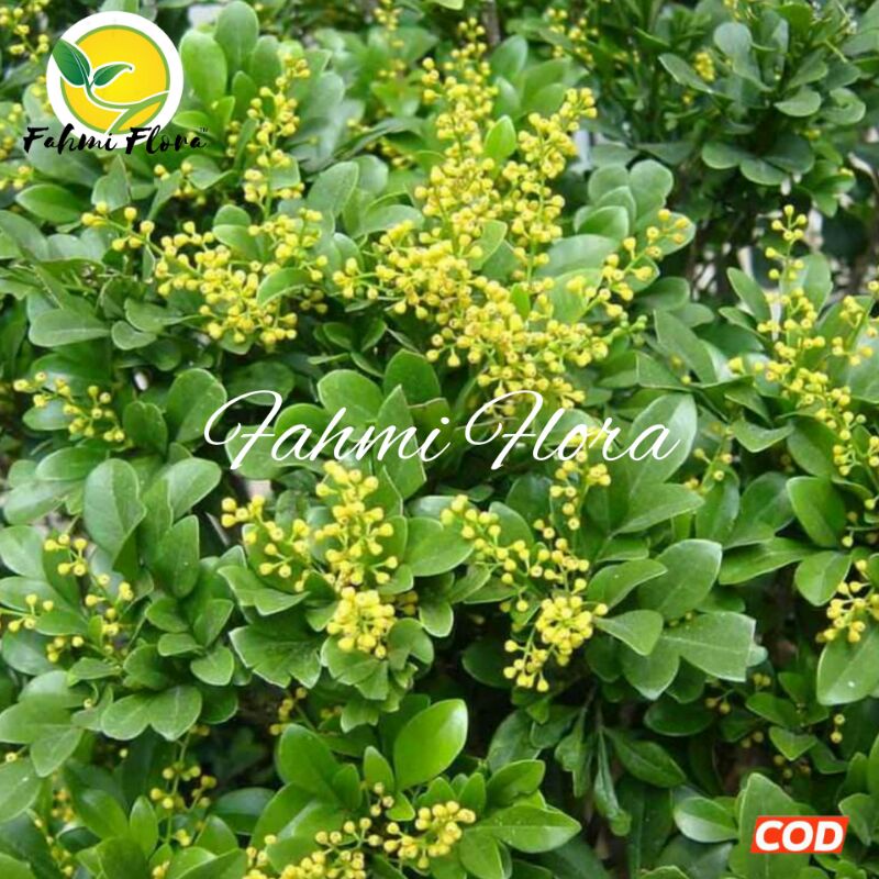 Jual Herbal DAUN Pacar cina 250 gram | Shopee Indonesia