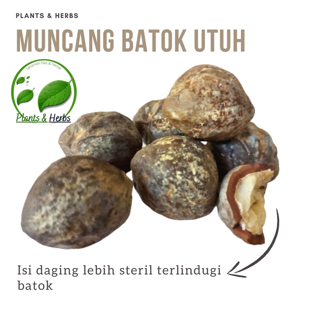 Jual Muncang Batok utuh - Biji kemiri masih ada batok - harga satuan ...