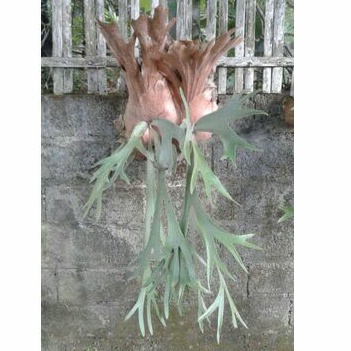 Jual Tanaman Hias Simbar Menjangan / Tanduk Rusa / Platycerium ...