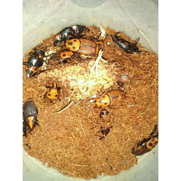 Jual kumbang ulat sagu per pasang | Shopee Indonesia