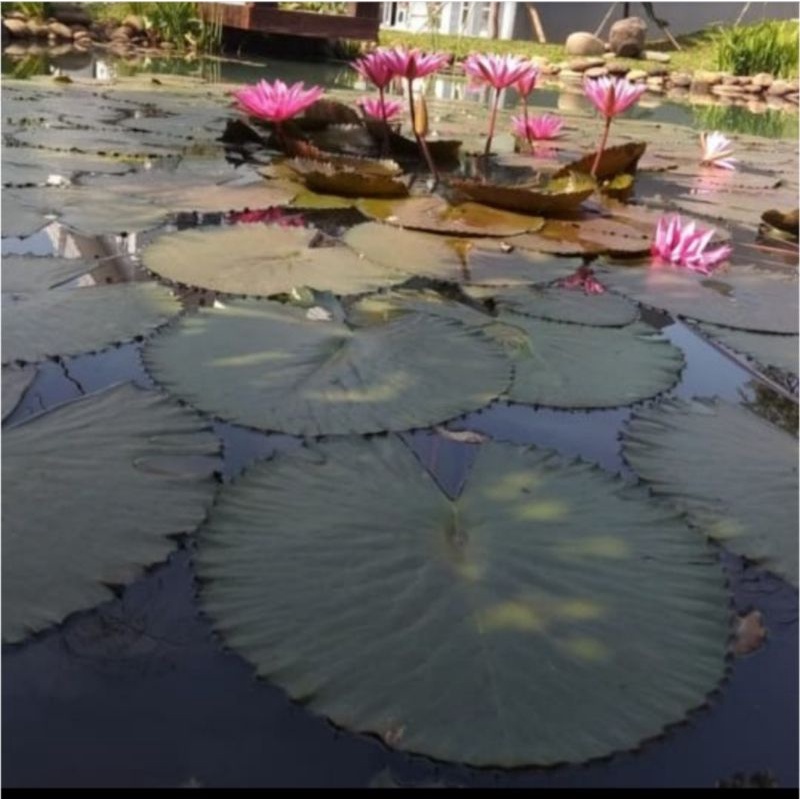 Jual Bibit Teratai Air Lotus/tanaman air | Shopee Indonesia
