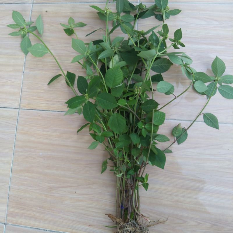 Jual Jual Pohon Senna Pohon Sena Katemas Patikan mas cuci usus per 10 ...