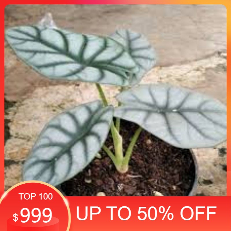 Jual New,,,!!! bongol alocasia dragon silver 100% Original | Shopee ...
