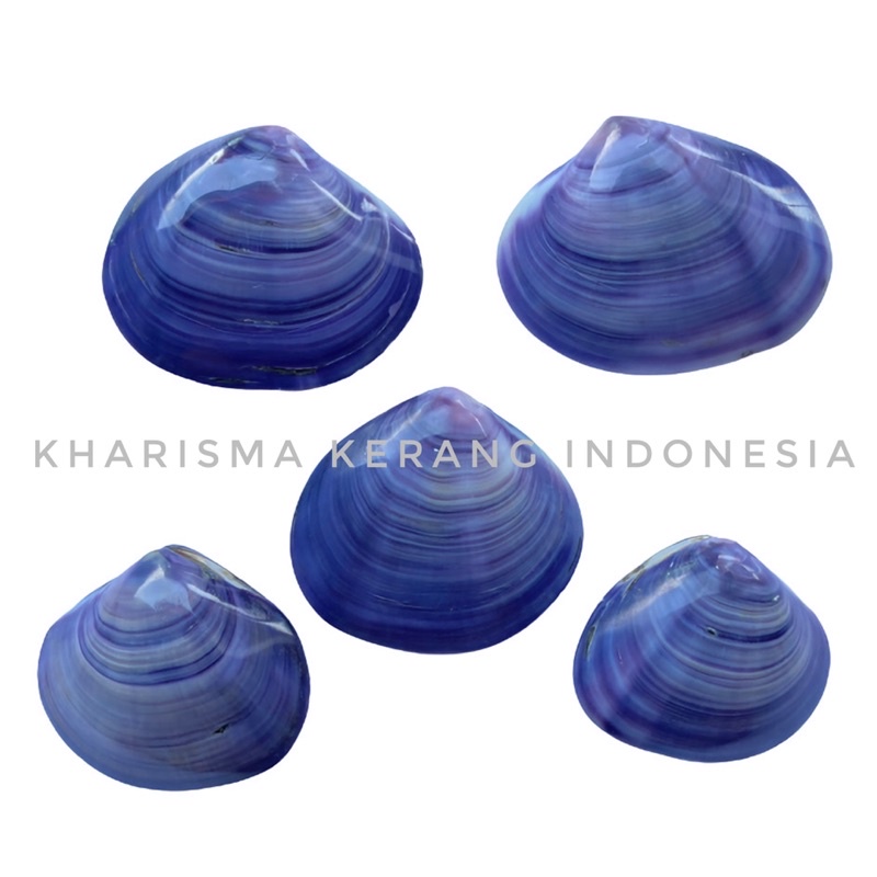 Jual PURPLE CLAM SHELL LARGE KERANG UNGU POLISHED PURPLE CLAM SHELL ...