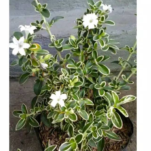 Jual Bunga Mirten Variegata Harga Terjangkau | Shopee Indonesia
