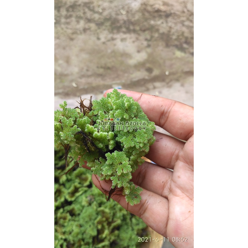 Jual jual bibit azolla 600gr | Shopee Indonesia