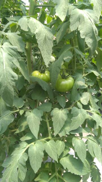 Jual TOMAT BEEF BESAR FRESH HASIL DARI KEBUN LANGSUNG | Shopee Indonesia