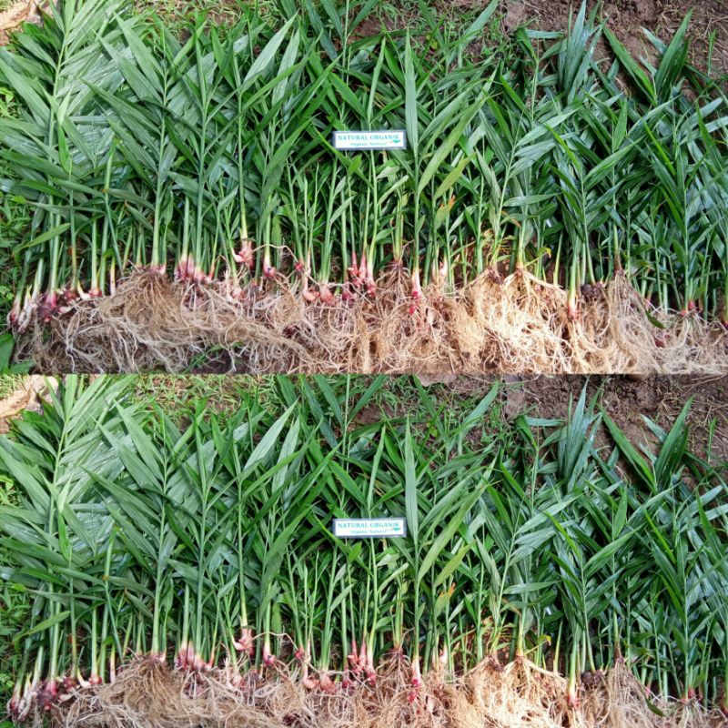 Jual BIBIT JAHE MERAH SUPER || SUDAH TUMBUH SIAP TANAM | Shopee Indonesia