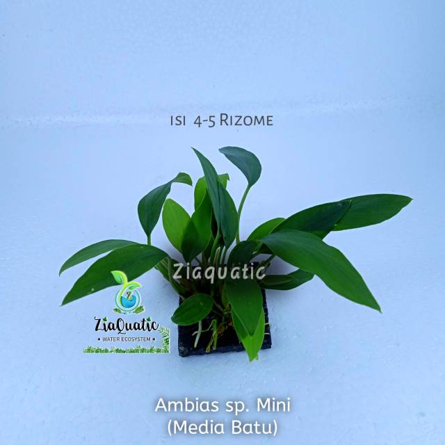 Jual Anubias Sp Mini Media Batu - Tanaman Aquascape Aquarium Paludarium ...