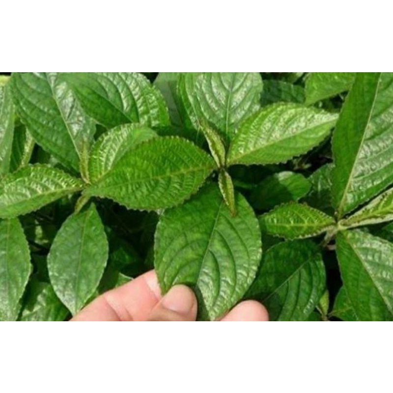 Jual daun pecah beling/daun keji beling perlembar | Shopee Indonesia