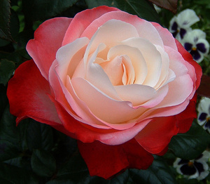 Jual Benih Mawar Blossom Red Rose (Import) | Shopee Indonesia