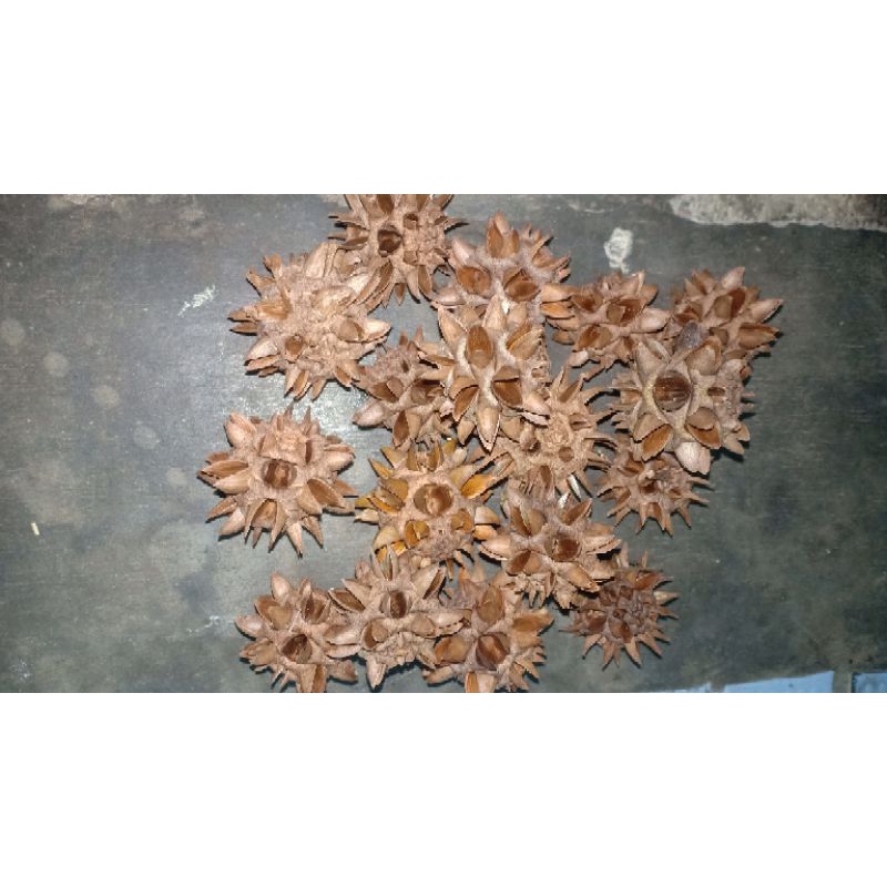 Jual Bunga Pinus Bulat / dekorasi / crafting / aesthetic | Shopee Indonesia