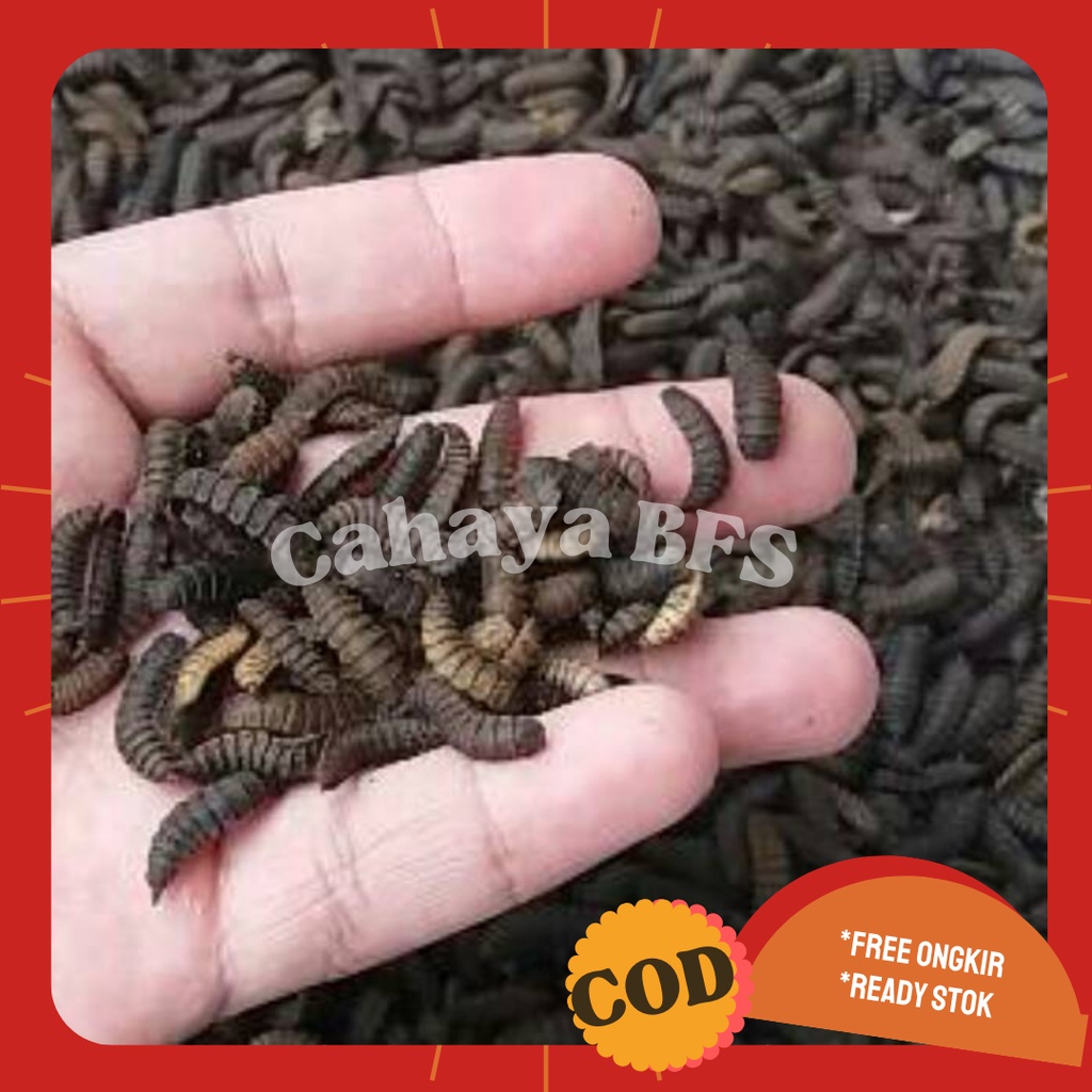 Jual Prepupa Magot BSF Pupa Lalat Black Soldier Fly 1 Kg | Shopee Indonesia