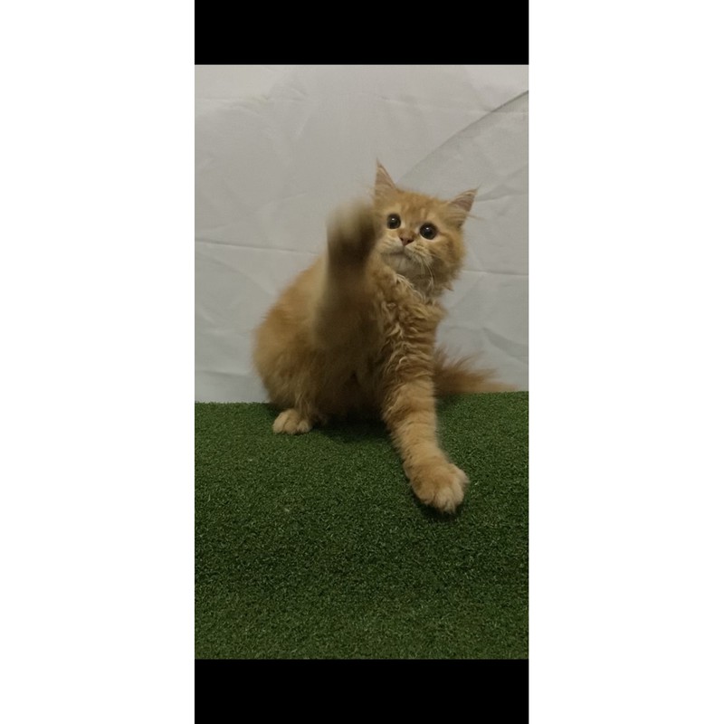 Jual KUCING KITTEN GARFIELD LONGHAIR!!! | Shopee Indonesia