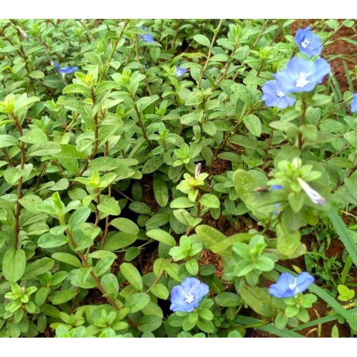 Jual Pohon Blue eyes - Tanaman Hias Bunga Baby Blue Eye | Shopee Indonesia