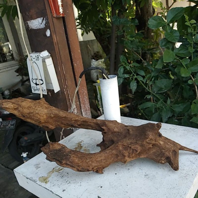 Jual kayu rentek aquascape paludarium pilihan | Shopee Indonesia