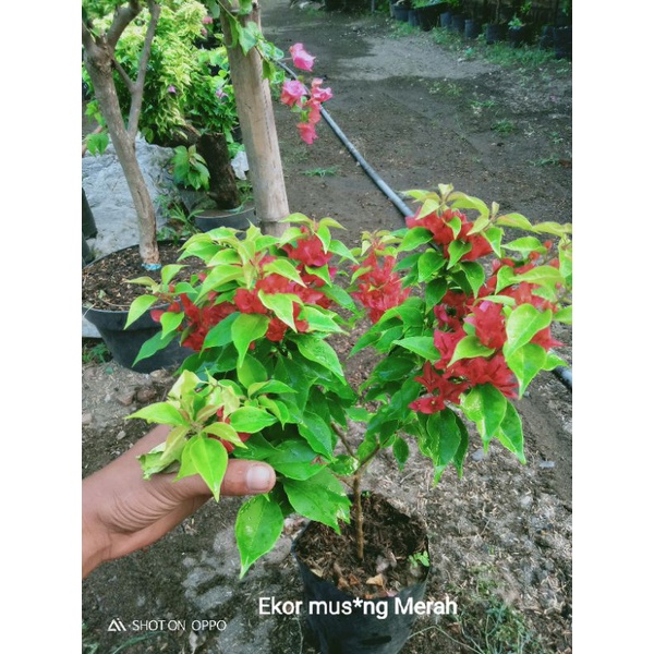 Jual Tanaman hias bugenville ekor musang merah (ORI) | Shopee Indonesia