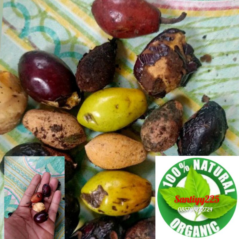 Jual benih biji buah kayu Afrika 50 butir | Shopee Indonesia