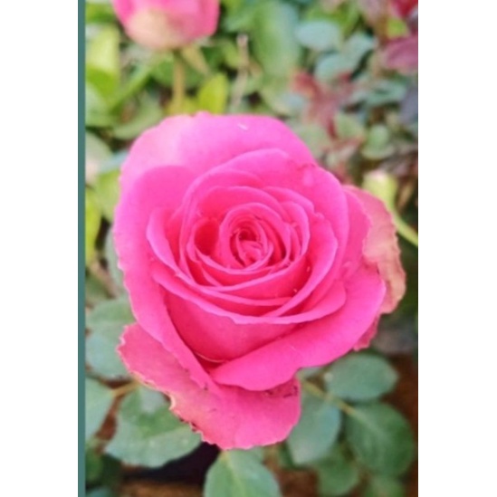 Jual mawar parfum delight -mawar murah | Shopee Indonesia