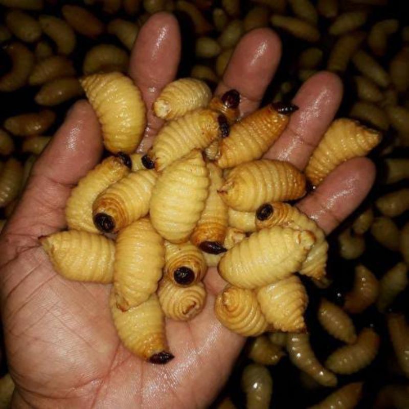 Jual ULAT SAGU / GENDON (isi 55 ekor) | Shopee Indonesia