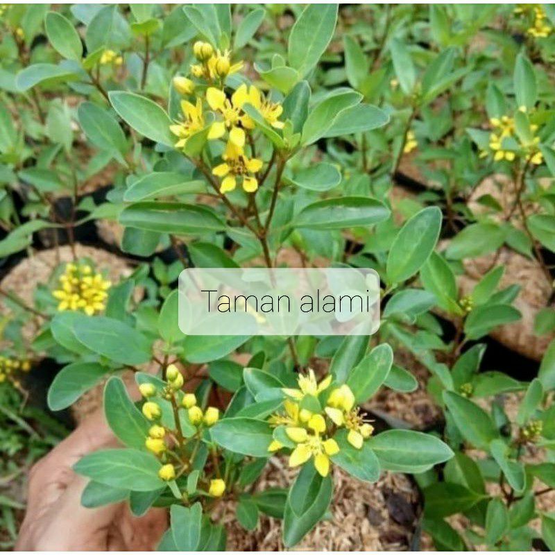 Jual Paket 5 tanaman bunga hujan mas - bunga golden shower | Shopee ...