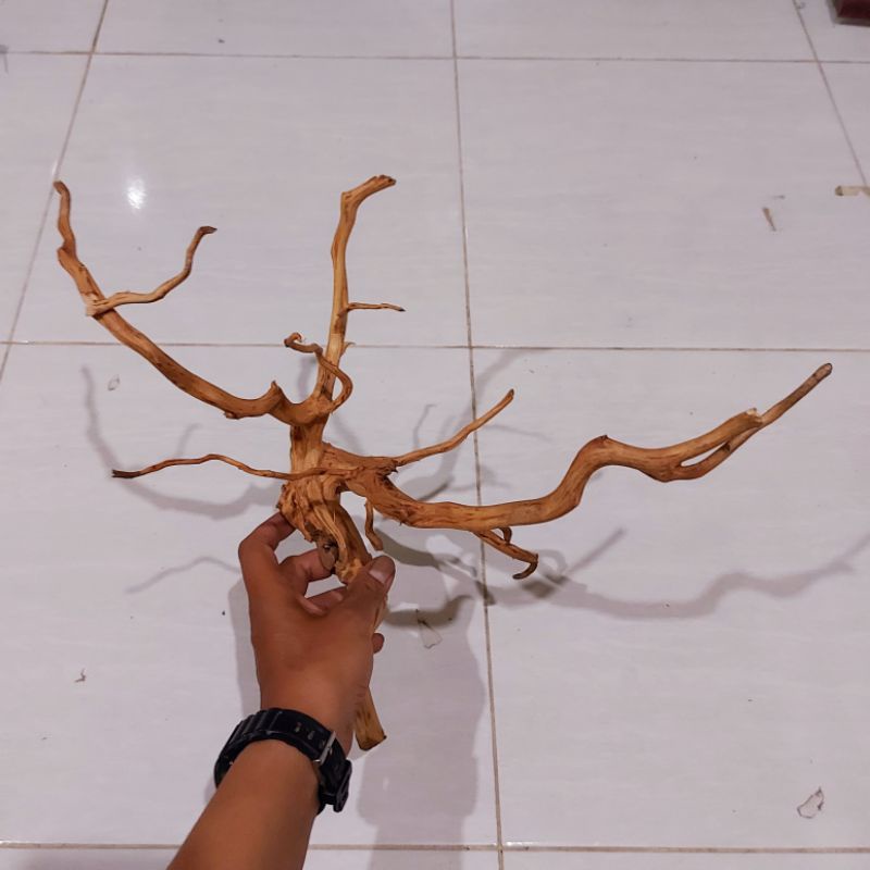 Jual Akar rasamala hiasan akuarium aquascape Size L/XL | Shopee Indonesia