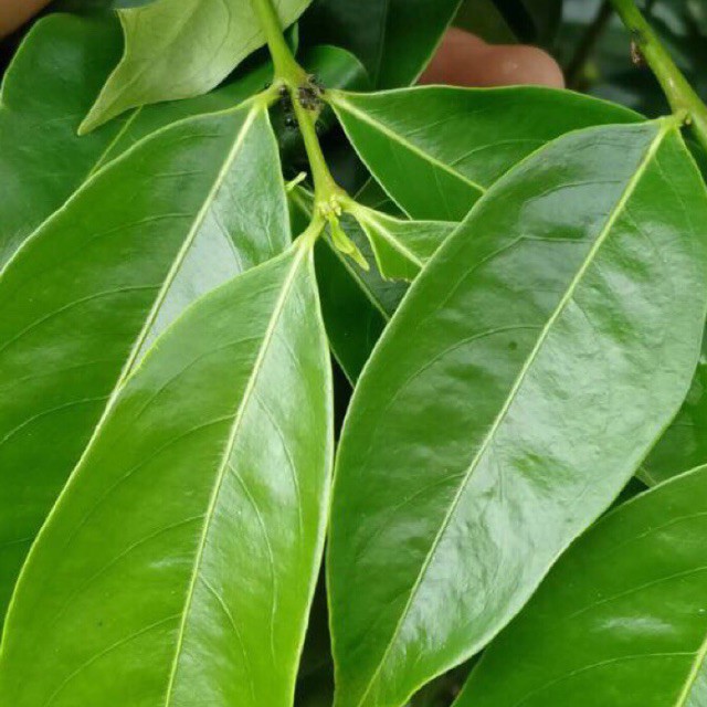 Jual daun mahkota dewa segar langsung dari pohon 500gr | Shopee Indonesia